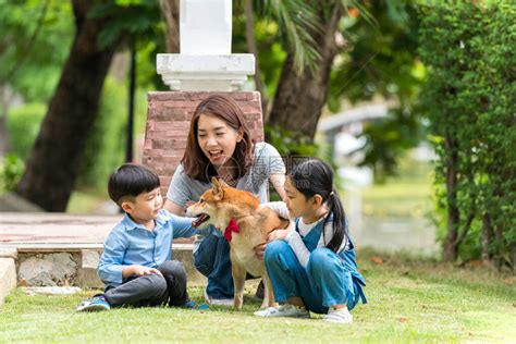 这家人有一对母女和儿子在公园里和柴犬玩耍一个亚洲家庭与柴犬玩耍高清图片下载 正版图片506646491 摄图网