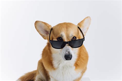 사랑스러운 귀여운 웨일스 어 Corgi Pembroke는 흰색 배경에 앉아 옆을 바라 보는 선글라스를 착용하고 있습니다 가장 인기있는 개 품종 가축에 대한 스톡 사진 및