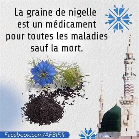 La Graine De Nigelle APBIF Graines De Nigelle Nigelle Graine