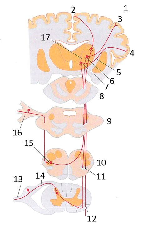 14 4 The Spinothalamic Tract Diagram Quizlet