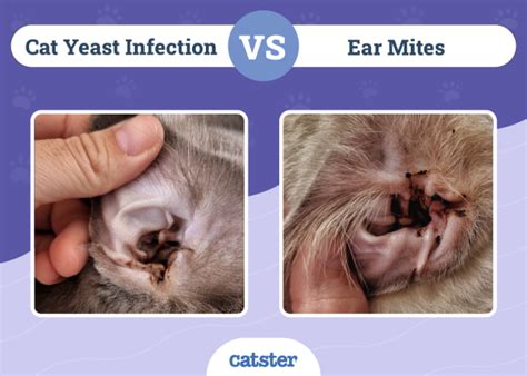 Cat Yeast Infection Vs Ear Mites Vet Reviewed Differences With