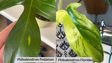 Philodendron Pedatum Vs Philodendron Florida Whats The Difference