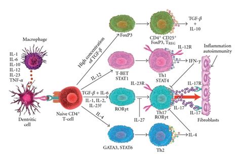 Cytokine Production By Dendritic Cells And Macrophages Induce