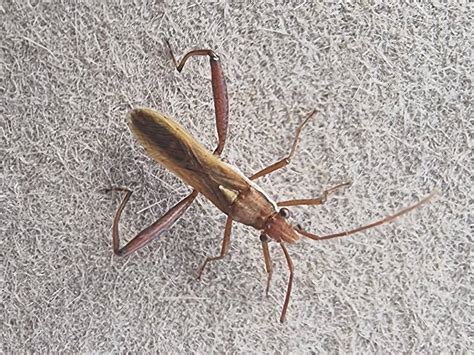 Alice Springs True Bugs Heteroptera Ausemade