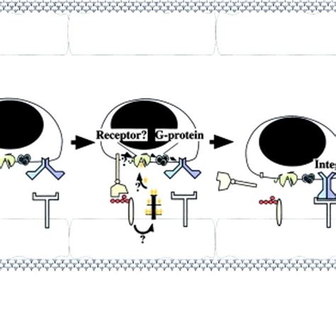 Schematic Representation Of Lymphocyte Adhesion To High Endothelial