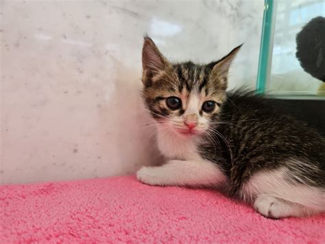 코리안숏헤어 핑크콩 샴분양가격 셀커크렉스분양가격 스코티쉬폴드분양가격 스핑크스분양가격 아메리칸숏헤어분양가격 아메리칸컬분양가격 아비시니안분양가격 엑조틱분양가격 터키시앙고라분양