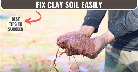 Amending Clay Soil To Grow Better Vegetables The Real Gardener