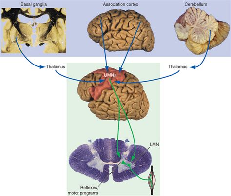 Overview Of Motor Systems Neupsy Key