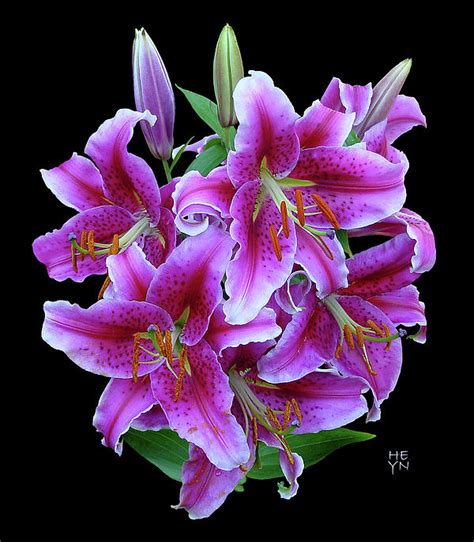 Stargazer Lily Wallpapers Wallpapersafari