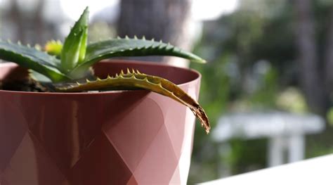 Aloe Vera Plant Temperature Tolerance Explained