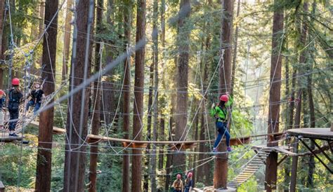 Aerial Tree Course Asiandive