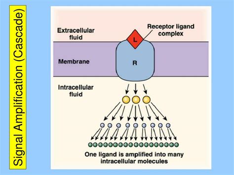 Ppt Chapter 11 Cell Communication Powerpoint Presentation Free