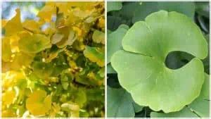 Different Types Of Ginkgo Trees Their Identifying Features