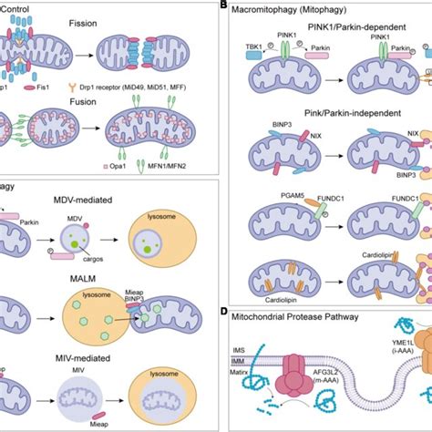 Mitochondrial Quality Control Gene Abnormality Related Diseases