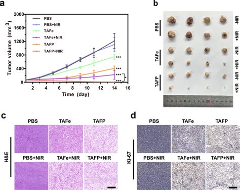 Antitumor Efficacy Of Synergistic Ptt Cdt Chemotherapy A Tumor Growth