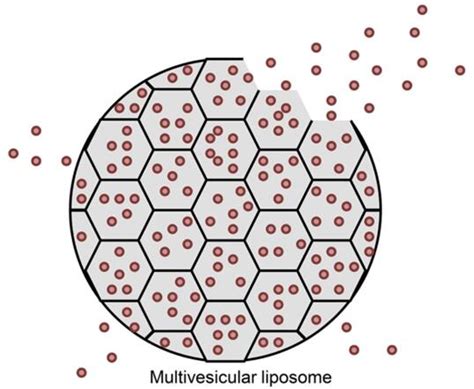 Liposomes For Analgesics Creative Biostructure