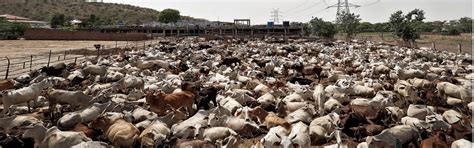Indias Cow Vigilantes Deny Muslims Their Livelihood World Thenews