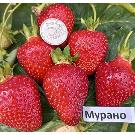 Земляника садовая Мурано (ремонтантная)