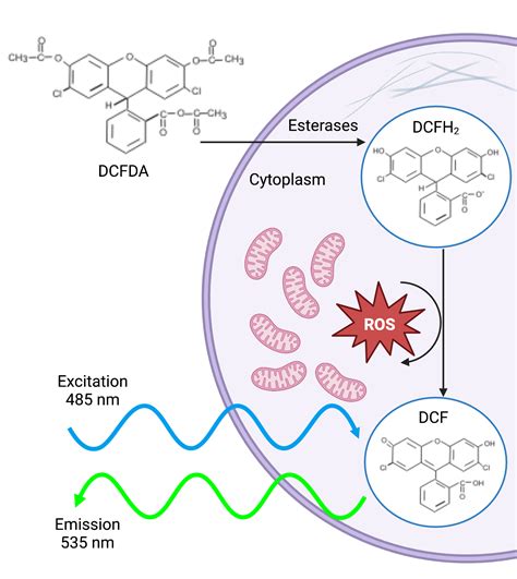 DCFDA Mechanism Of Action BioRender Science Templates