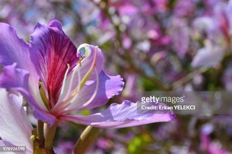 Harika Photos And Premium High Res Pictures Getty Images