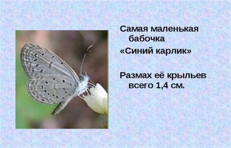 Краткий рассказ про бабочку