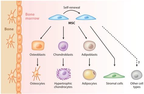 Normal Bone Marrow Cells
