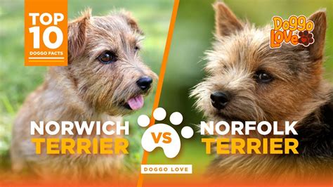 Norfolk Terrier Vs Norwich Terrier What Are The Differences Which