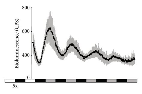 Characterization Of The Zebrafish Tg −31 Per1bluc Transgenic Line