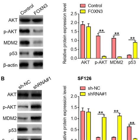 Foxn3 Inhibits The Aktmdm2p53 Signaling Pathway In Glioma Cells A