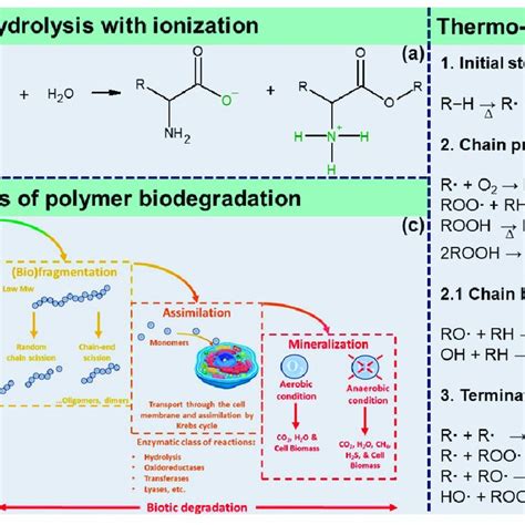 Pdf Biodegradation Of Polymers Stages Measurement Standards And