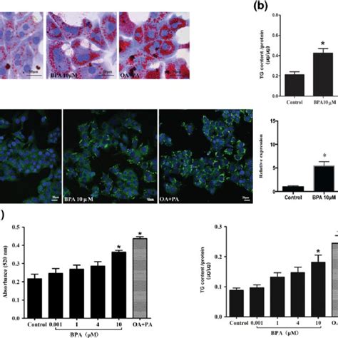 Bpa Treatment Increased Hepatic Lipid Accumulation In Hepatocytes A