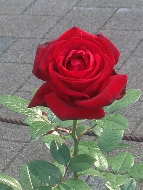 Ingrid Bergman。 イングリッド バーグマン。20181024 神代植物公園。ht 剣弁高芯咲き 赤色 大輪。整った花姿と輝く