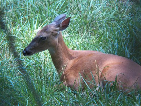 Lazy Doe By Naturegirl4ever On Deviantart