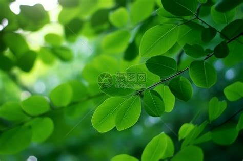 充满生机的绿植高清图片下载 正版图片600256637 摄图网