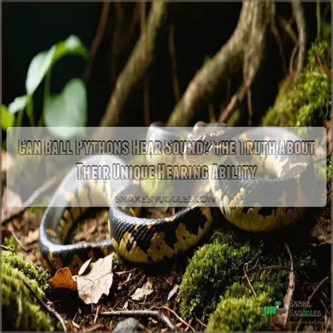 Can Ball Pythons Hear Sound The Truth About Their Unique Hearing Ability