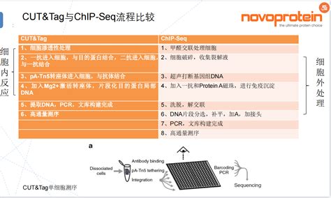 Dna 蛋白质互作研究方法生物器材网