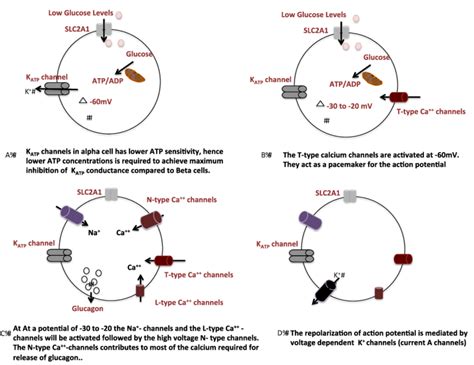 A Stepwise Schematic Module For The Glucose Dependent Glucagon