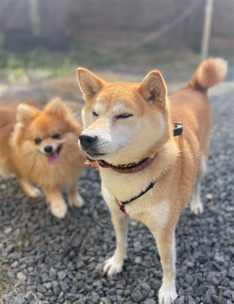 保護っ子の様子★お知らせ 動物保護団体わんらぶ〜わんともな毎日〜