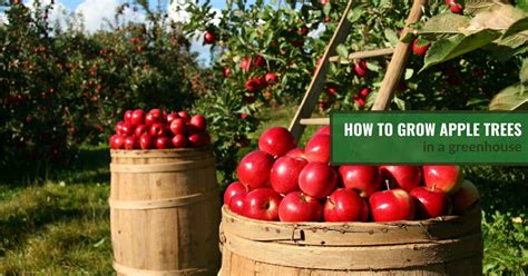 How To Grow Apple Trees In A Greenhouse Greenhouse Emporium