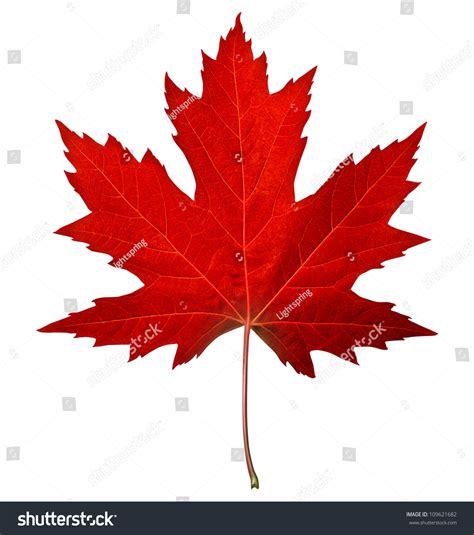 Red Maple Leaf