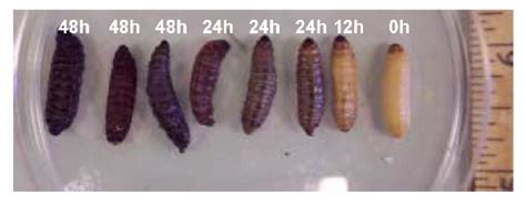 Melanization Is A Part Of The Insect Response To Infection By F
