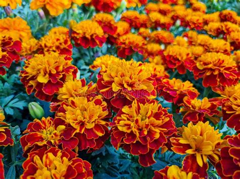 A Beautiful Marigold Flowers Outdoors Stock Image Image Of Cultivar