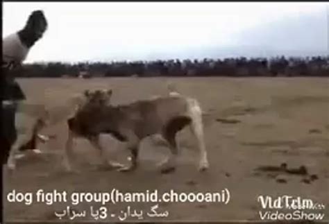 جنگ سگ سرابی