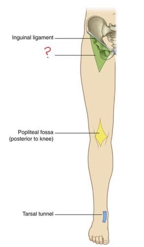 The Gluteal Region And Hip Flashcards Quizlet