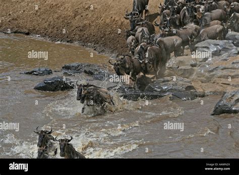 Wildebeest Stampede Across The Mara River In Kenyas Masai Mara