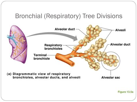 Ppt The Respiratory System Powerpoint Presentation Free Download