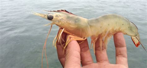 Best Redfish Lures And Baits For Your Next Red Drum Trip Academy