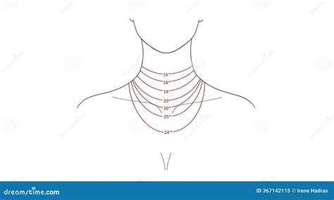 Diagram Depicting Necklace Lengths On A Stylized Neck Six Lines