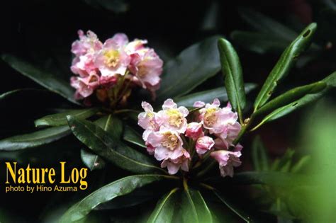 植物記7【ネモトシャクナゲ】
