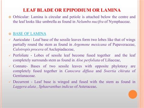 Morphology Of Leaf With Special Reference To Leaf Shape Surface Margin Apex Base Pdf